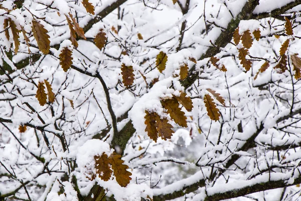 Snow oak tree Stock Photos, Royalty Free Snow oak tree Images ...
