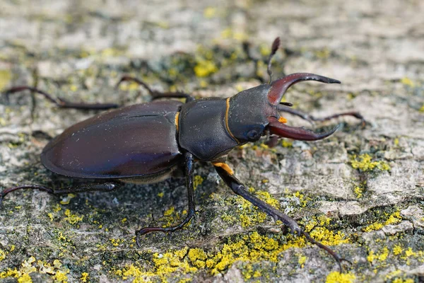 Stag beetle Stock Photos, Royalty Free Stag beetle Images | Depositphotos