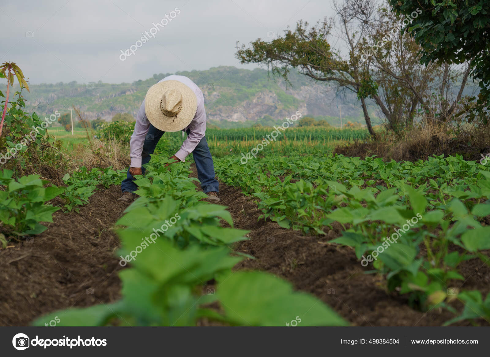 Closeup Shot Hispanic Farmer His Plantation Mexico — Stock Photo ...