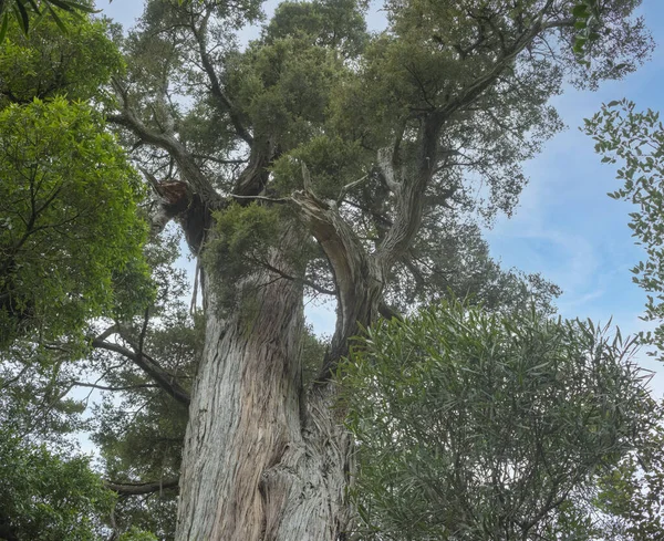Native eucalyptus trees Stock Photos, Royalty Free Native eucalyptus ...