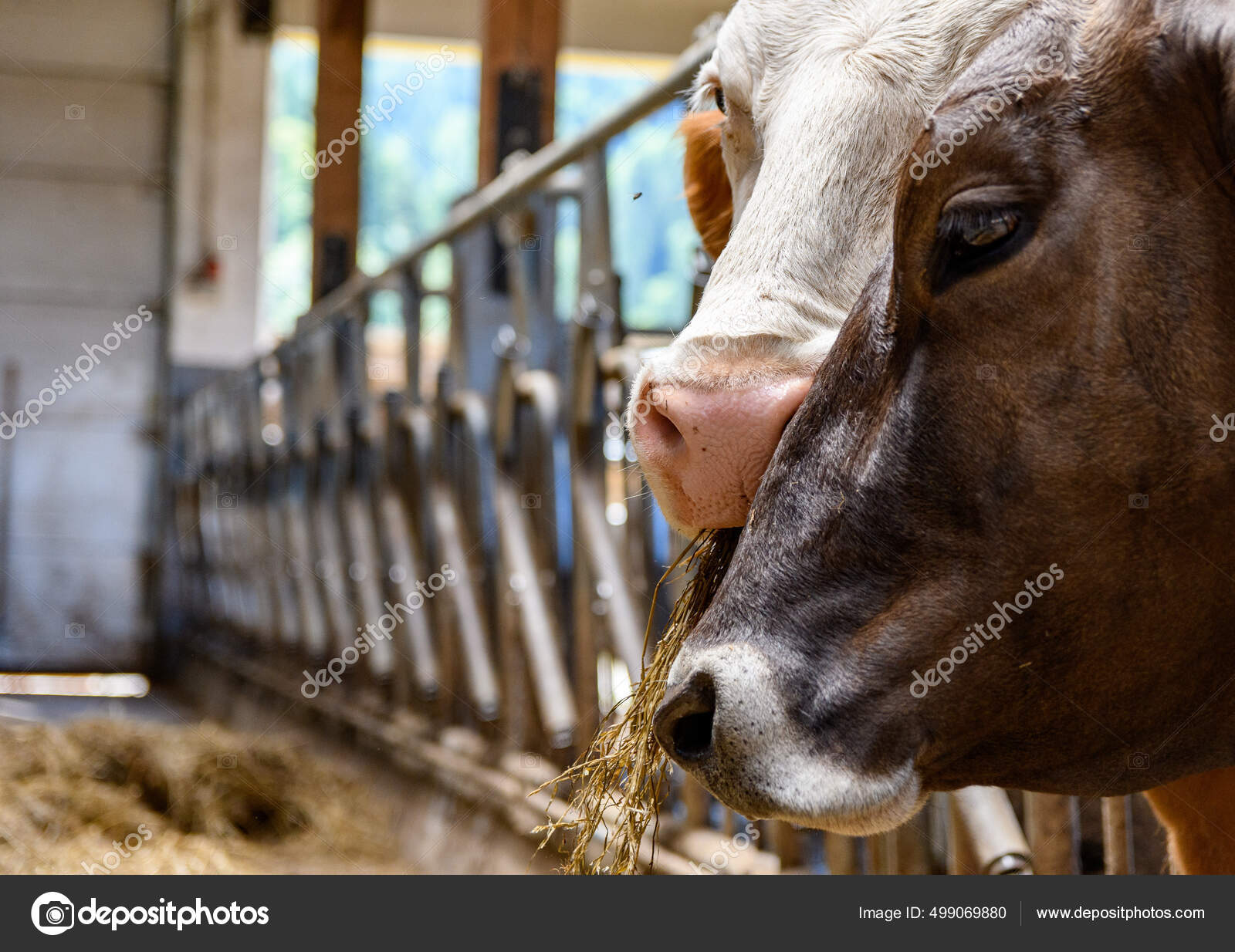 Sapi Susu Makan Jerami Gudang — Stok Foto © Wirestock #499069880