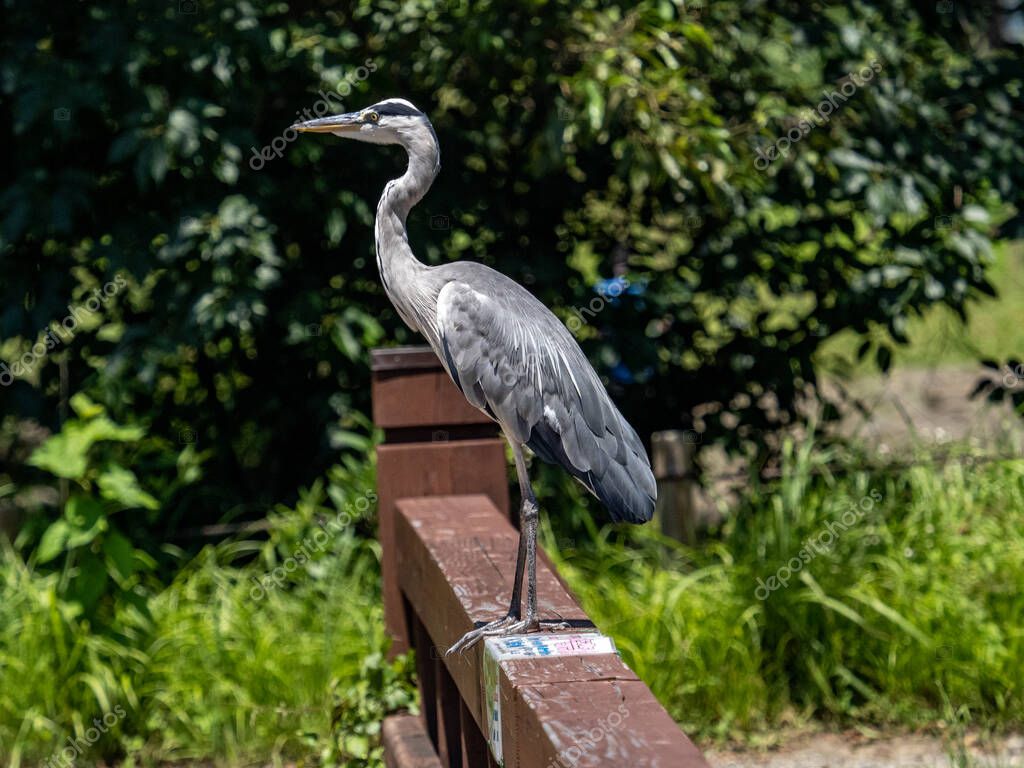 Una garza gris aterriza en una plataforma de observación en Izumi ...