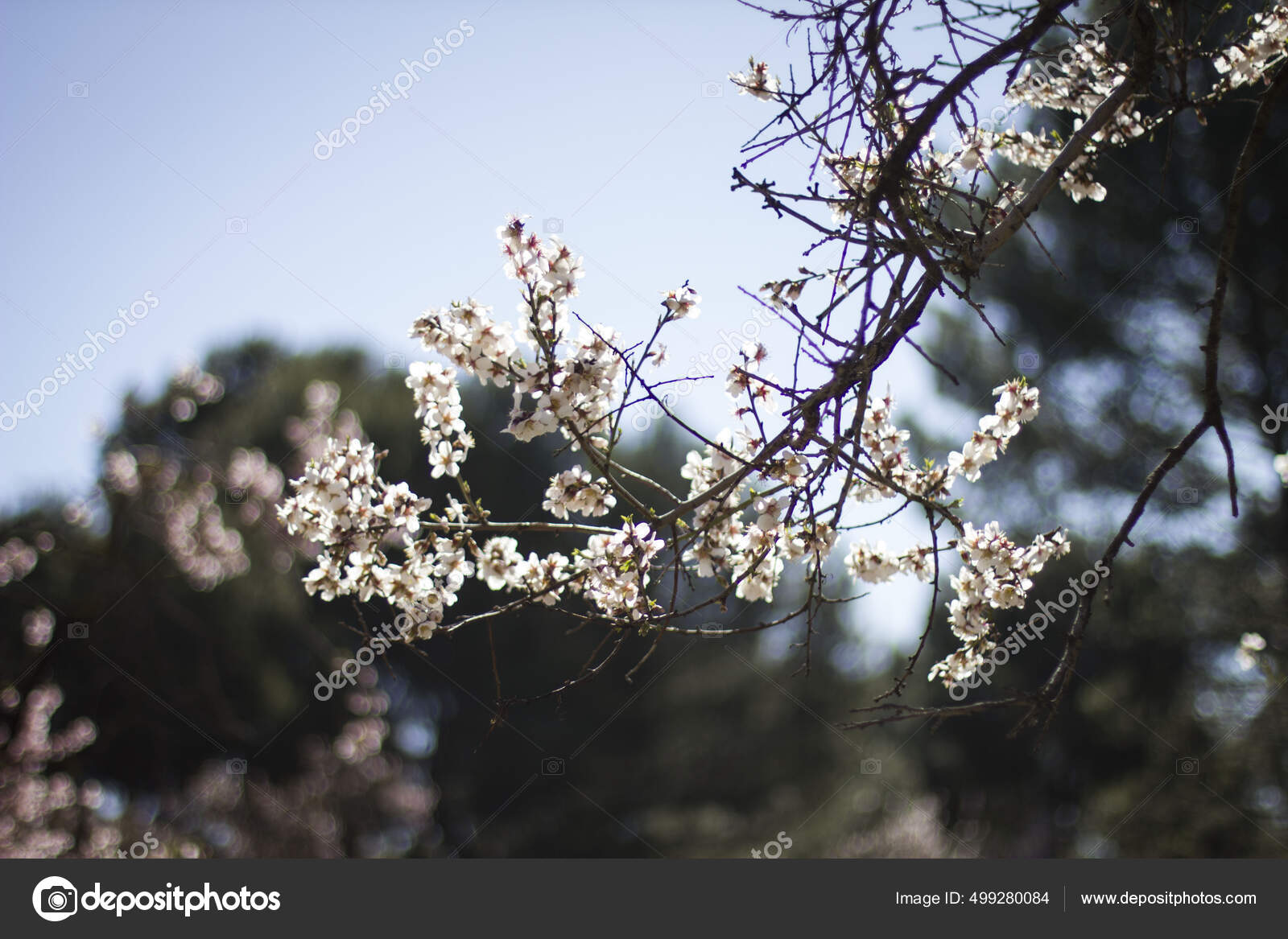 Beautiful Blooming Tree Branch Spring Madrid — Stock Photo © Wirestock ...