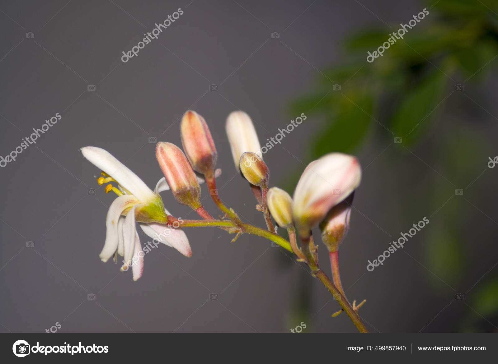 Moringa Blossoms Tree Moringa Oleifera Guatemala Stock Photo by ...