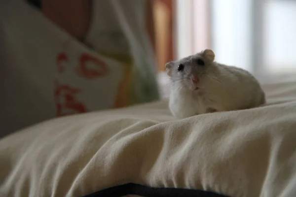 Hamtaro Stock Photos, Royalty Free Hamtaro Images | Depositphotos