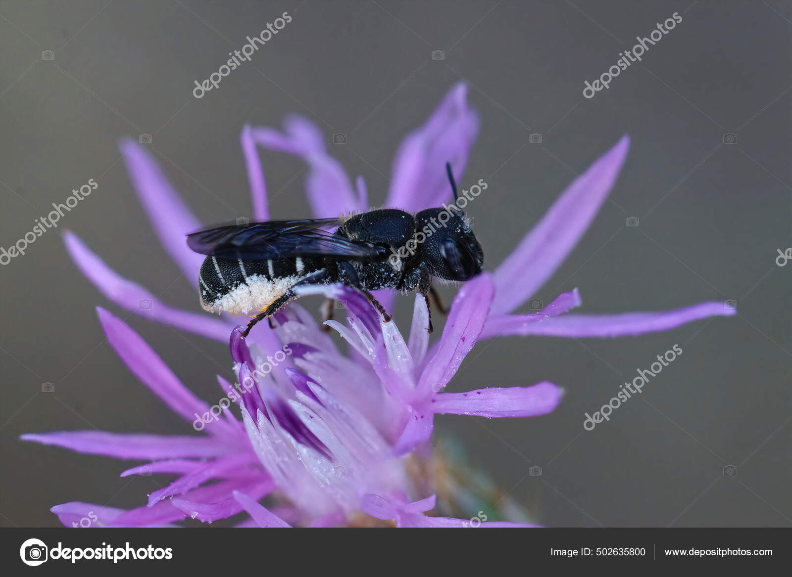 Closeup Female Crenulate Armoured Resin Bee Heriades Crenulatus Loaded ...