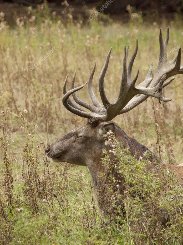 Un primer plano vertical de un alce con cuernos enormes y ojos cerrados ...