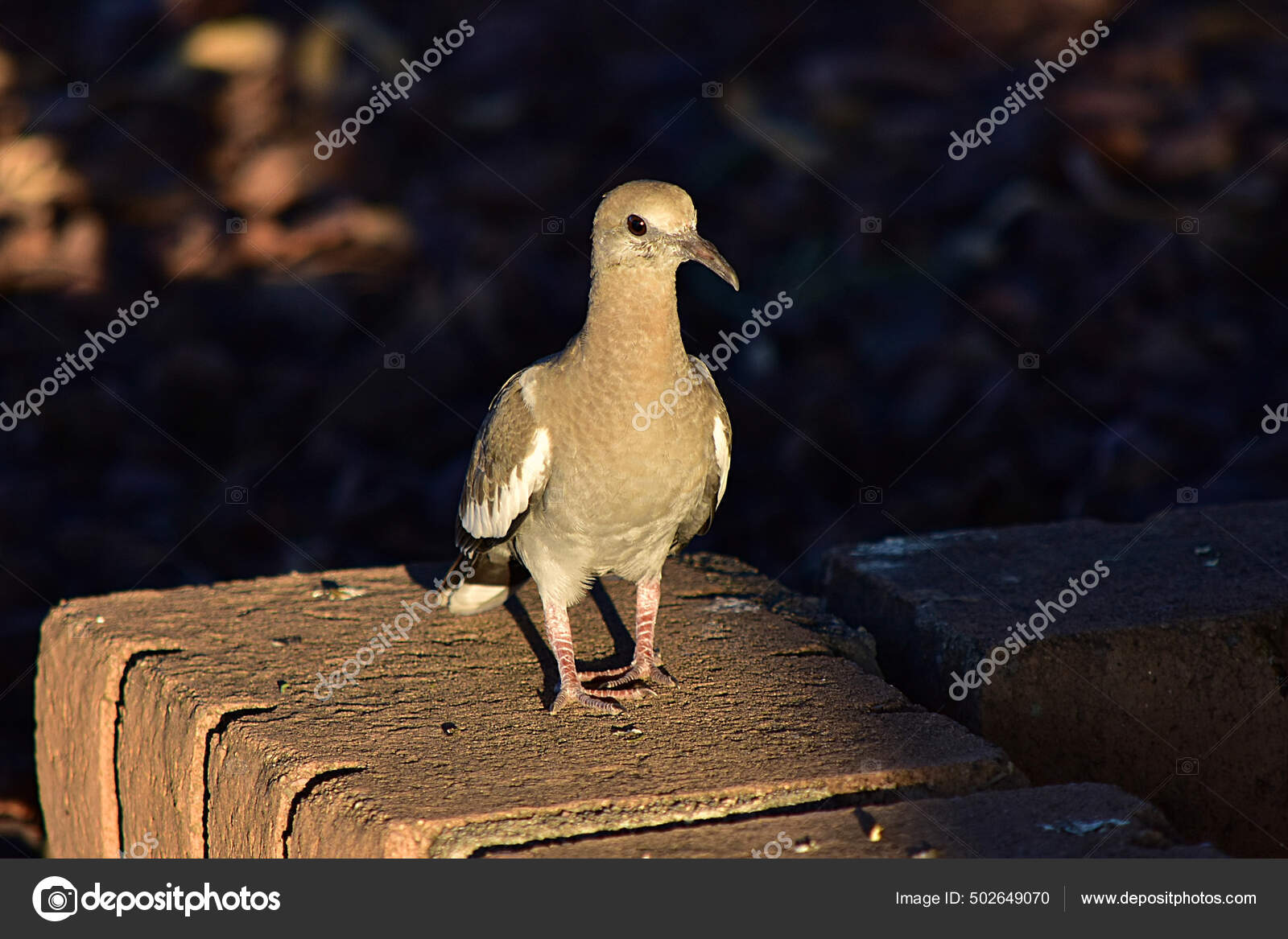 White Winged Dove Stands Peacefully Evening Sun — Stock Photo © Wirestock #502649070