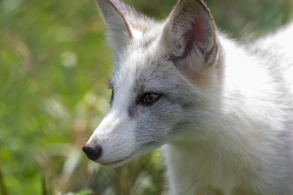 Black and white fox Stock Photos, Royalty Free Black and white fox ...