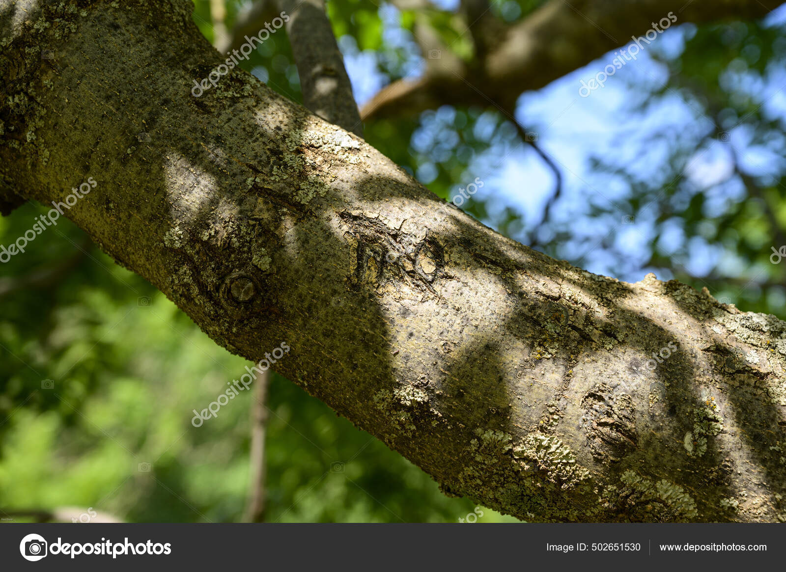 Thick Tree Branch