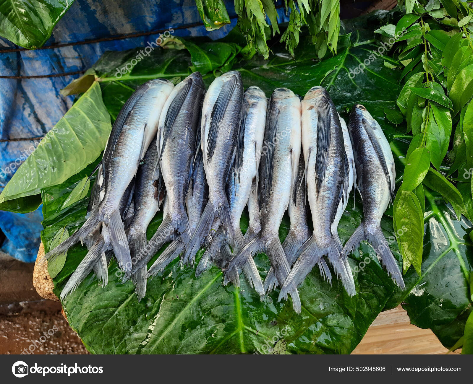 Closeup Indian Silver Color Thin Long Fish Isolated Green Leaves ...