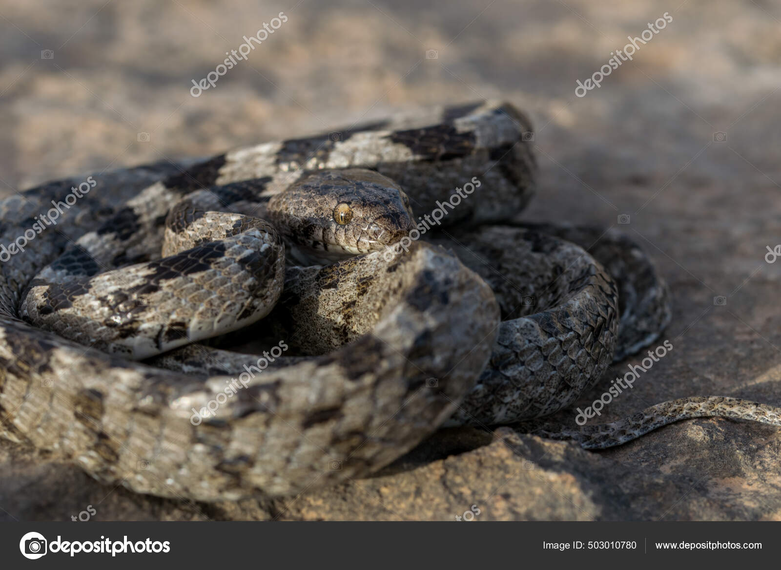 European Cat Snake Soosan Snake Telescopus Fallax Curled Staring ...