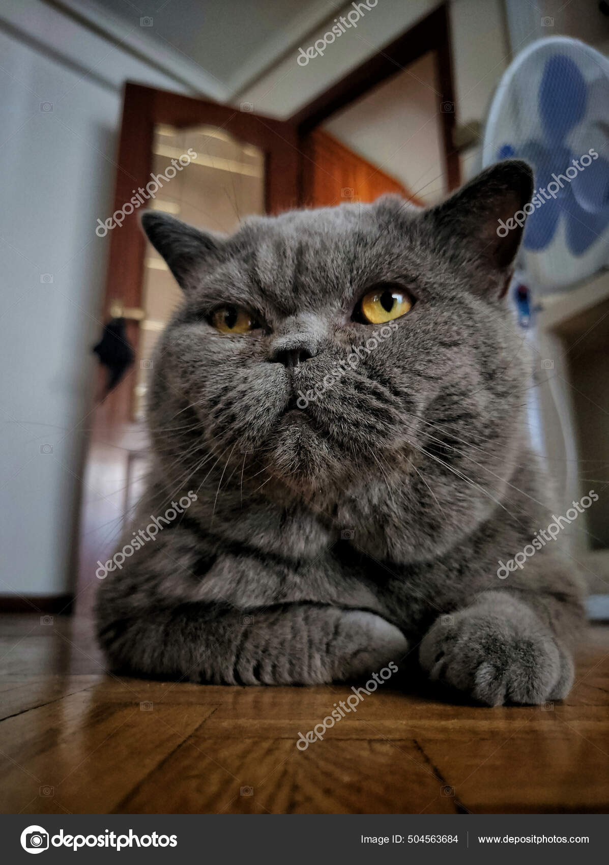 Vertical Closeup Shot Fat Grey Cat Lying Floor — Stock Photo ...