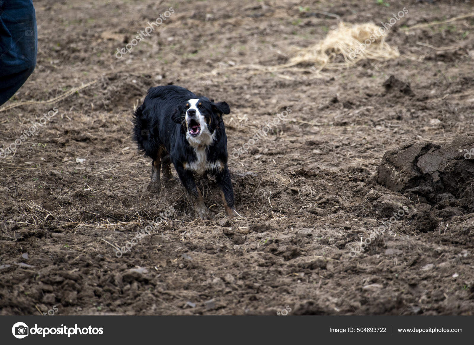 Running Farm Animals