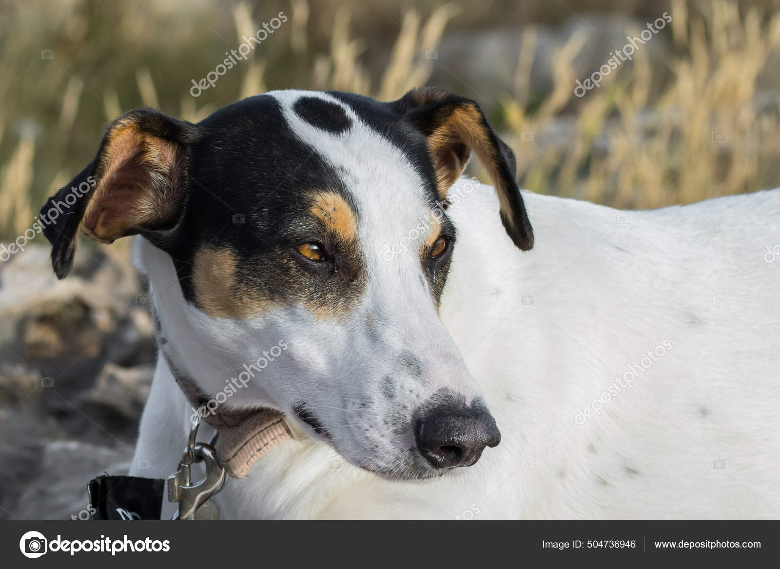 Pointer Terrier Mix Dog