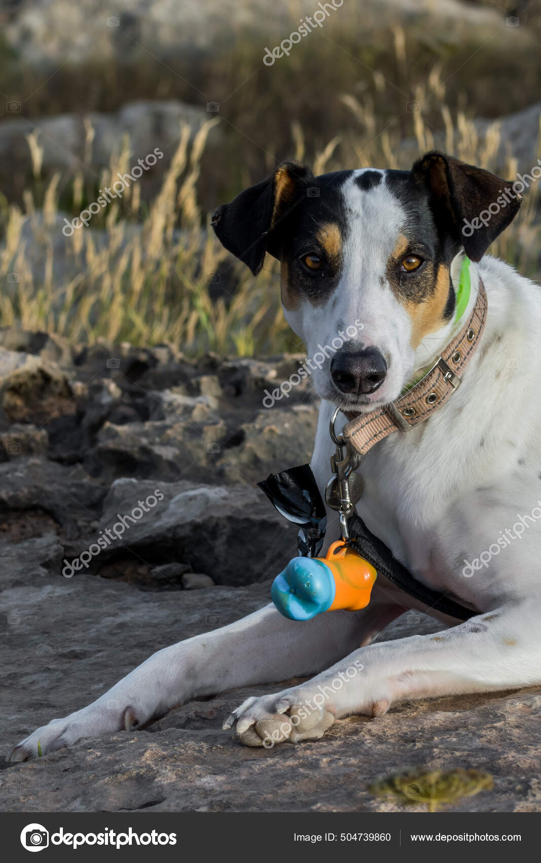 Pointer Terrier Mix Dog