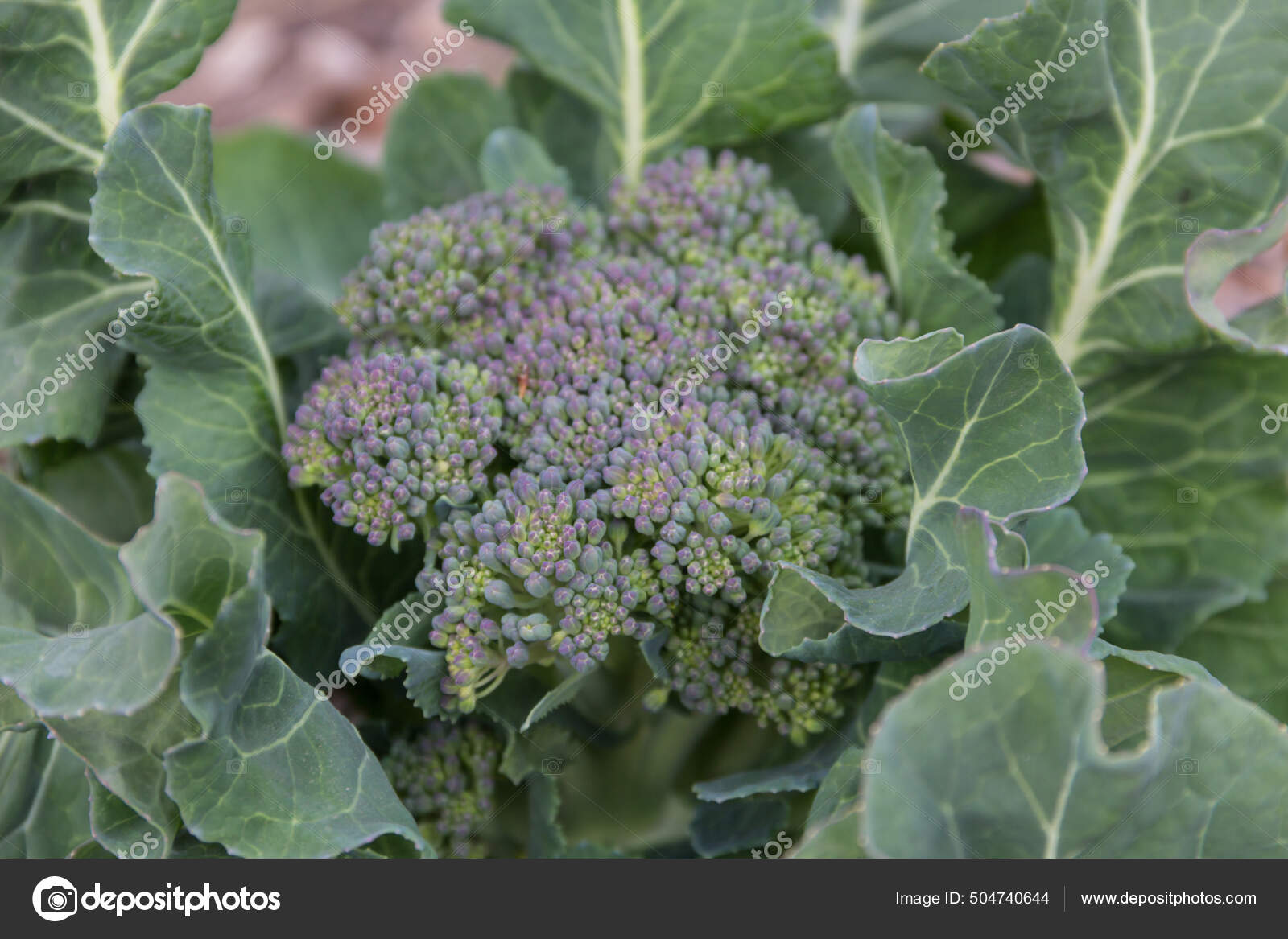 Broccoli Bloom