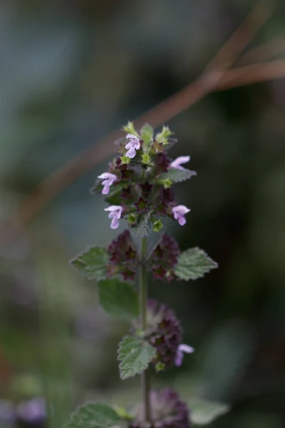 Nepeta glechoma variegata Stock Photos, Royalty Free Nepeta glechoma ...