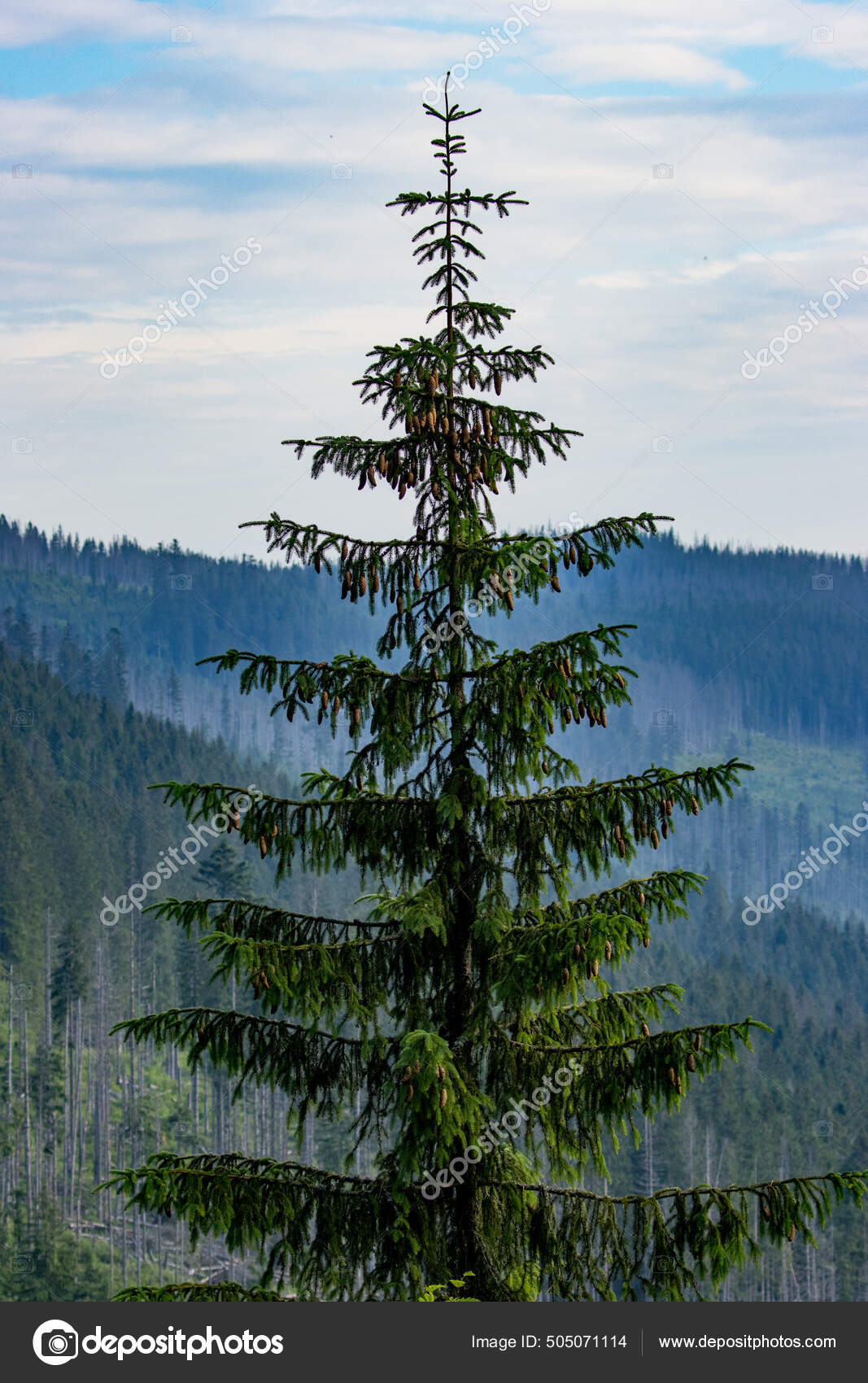 Majestic Tall Mountain Hemlock Tree Tsuga Mertensiana Peak — Stock ...