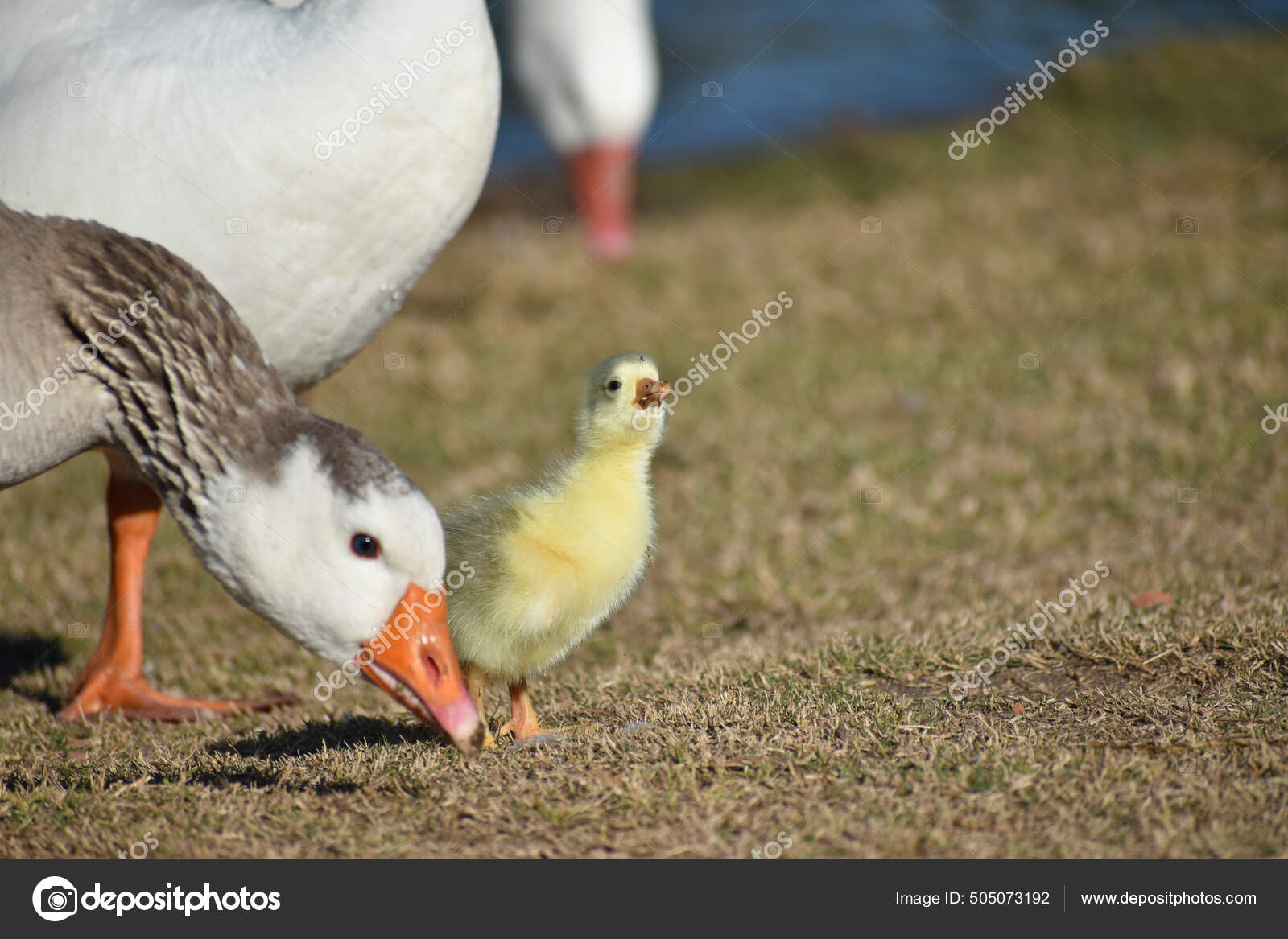 Cute Newborn Gosling Protected Its Goose Parents Lake — Stock Photo ...