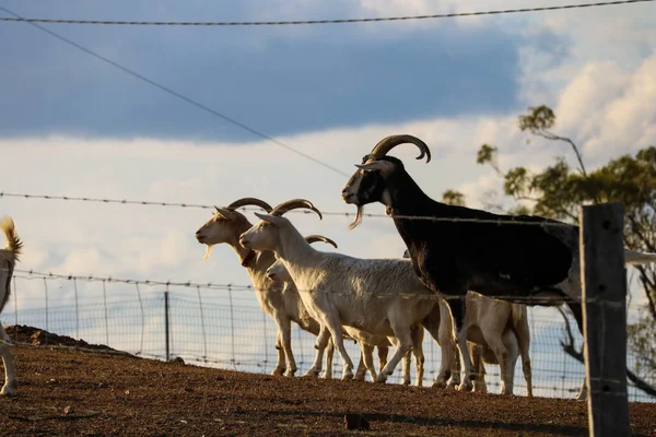 Israel goats Stock Photos, Royalty Free Israel goats Images | Depositphotos