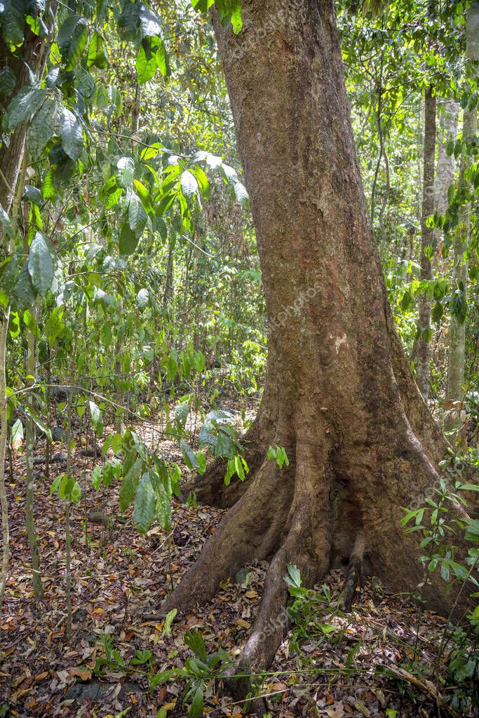 Árbol con raíces de contrafuerte en las mesetas de Atherton en Tropical ...