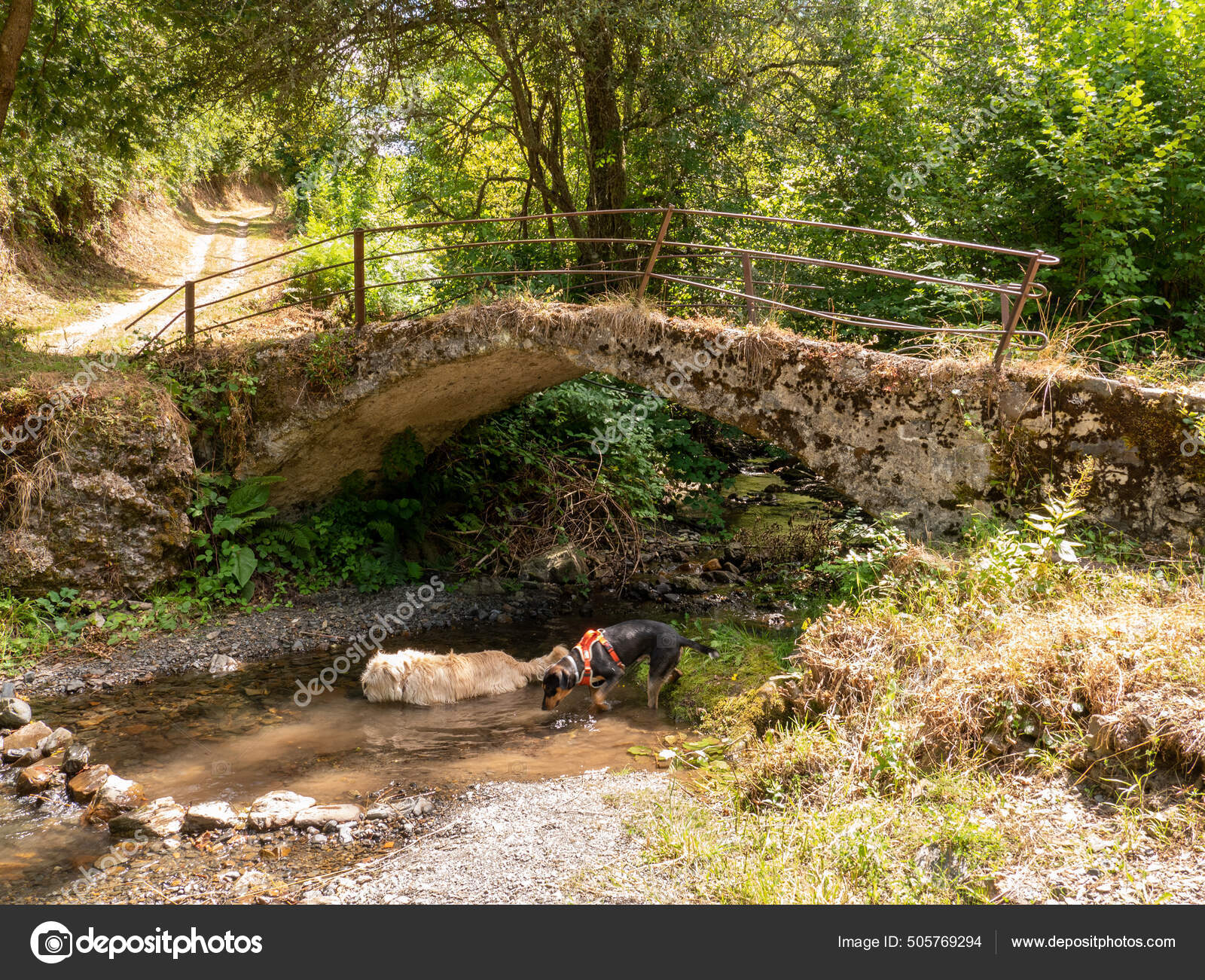 Two Dogs Cooling Shallow Stream Water Bridge Woods — Stock Photo ...