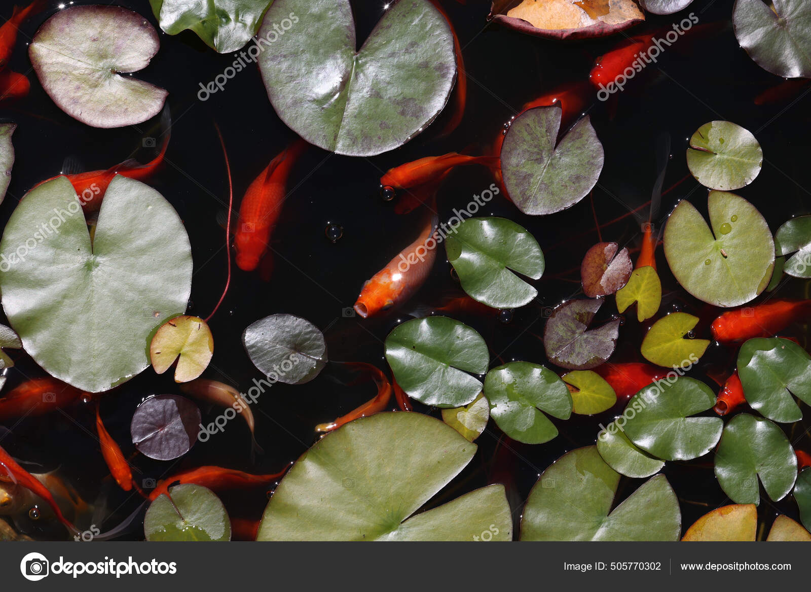 Beautiful Hydrocharis Morsus Ranae Frogbit Plants Floating Water Pond ...
