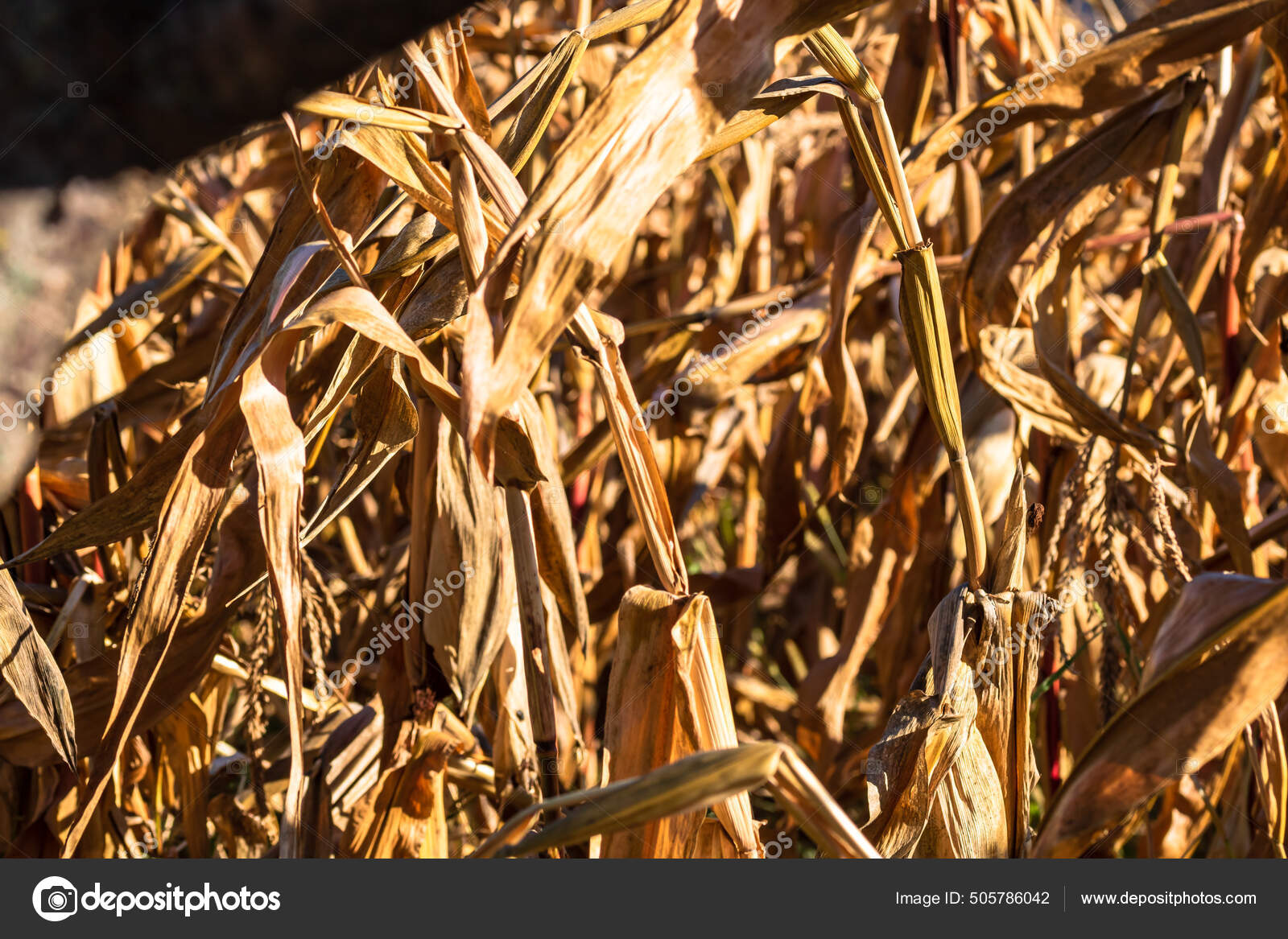 Selective Focus Shot Corn Stalks Sunny Field — Stock Photo © Wirestock ...