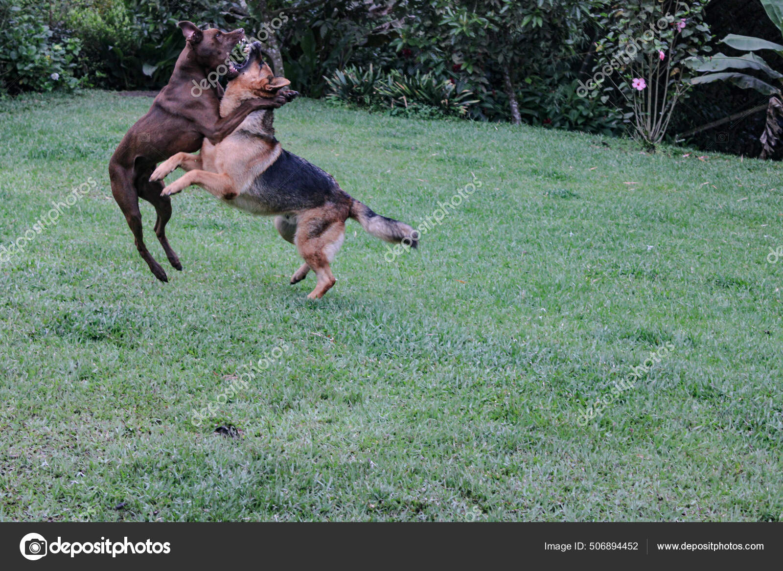 Dos Perros Diferentes Peleando Juntos Patio Trasero — Foto de stock ...