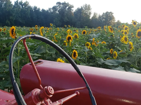 Sunlight farm Stock Photos, Royalty Free Sunlight farm Images ...