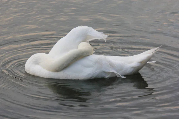 Tatouage de cygne Stock Photos, Royalty Free Tatouage de cygne Images ...