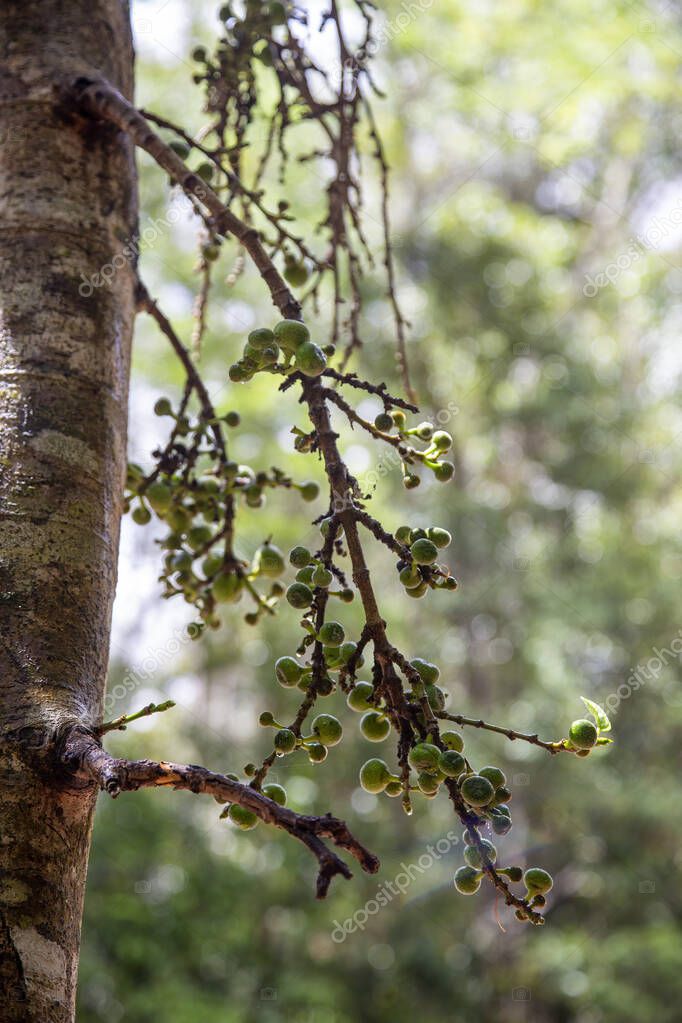Higos que crecen en el árbol en la selva tropical en la meseta de ...