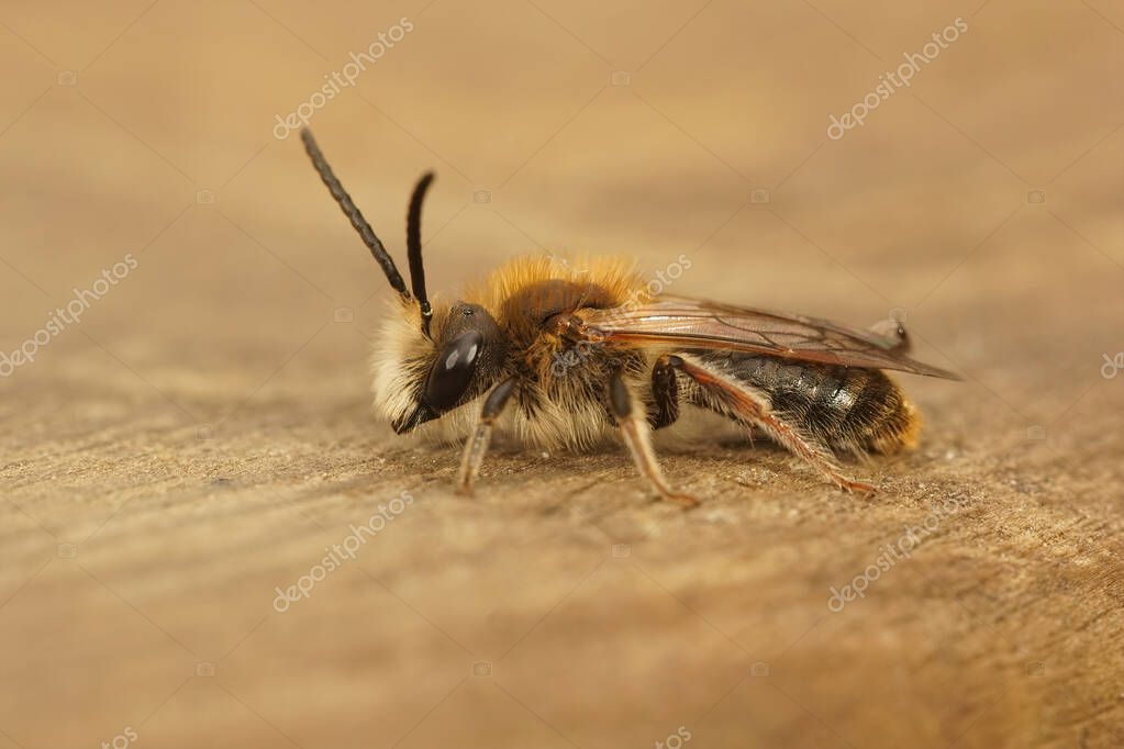 Primer plano de una abeja minera de cola anaranjada macho, hemorroa de ...