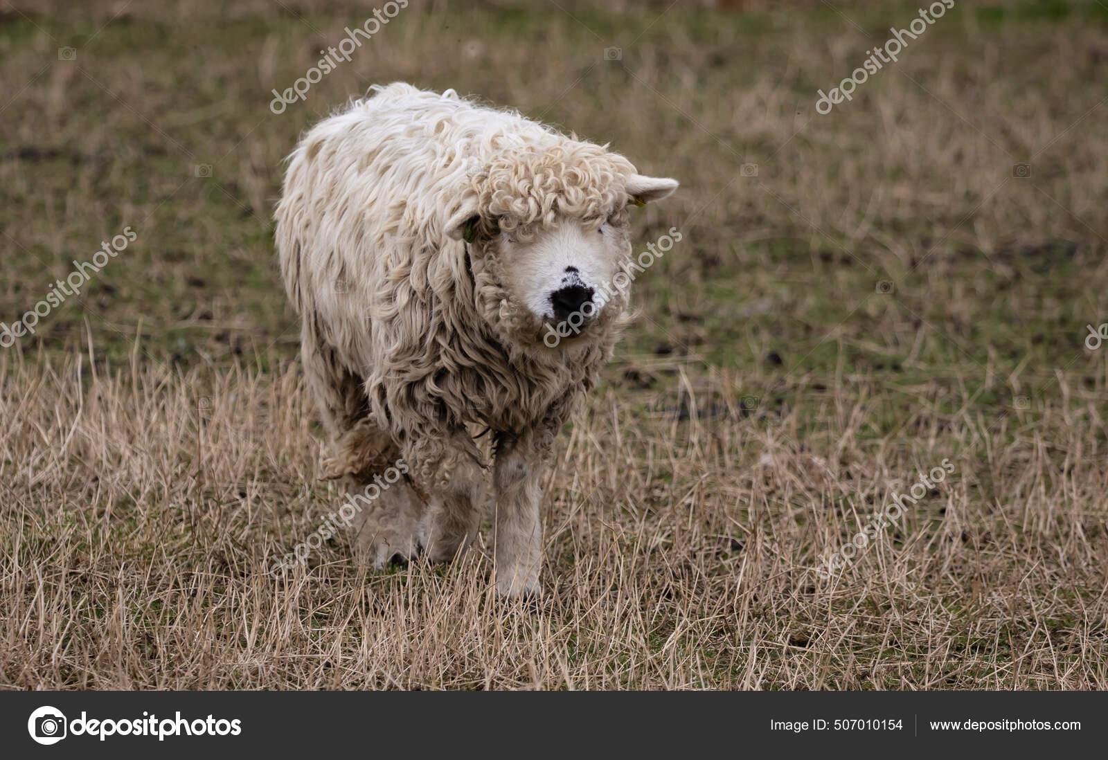 Fluffiest Sheep