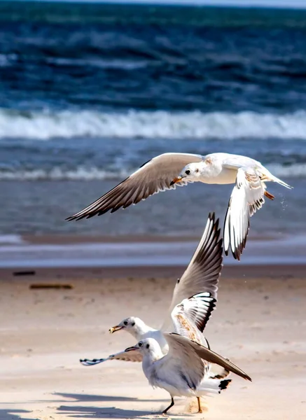Beautiful seagulls Stock Photos, Royalty Free Beautiful seagulls Images ...