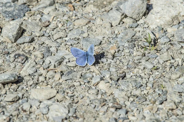 Papillon sur le sol images libres de droit, photos de Papillon sur le ...