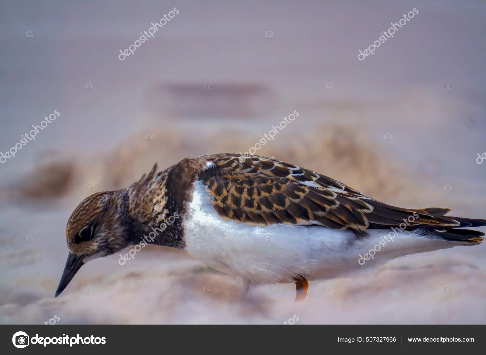 Sandpiper Bird Sandy Beach — Stock Photo © Wirestock #507327966