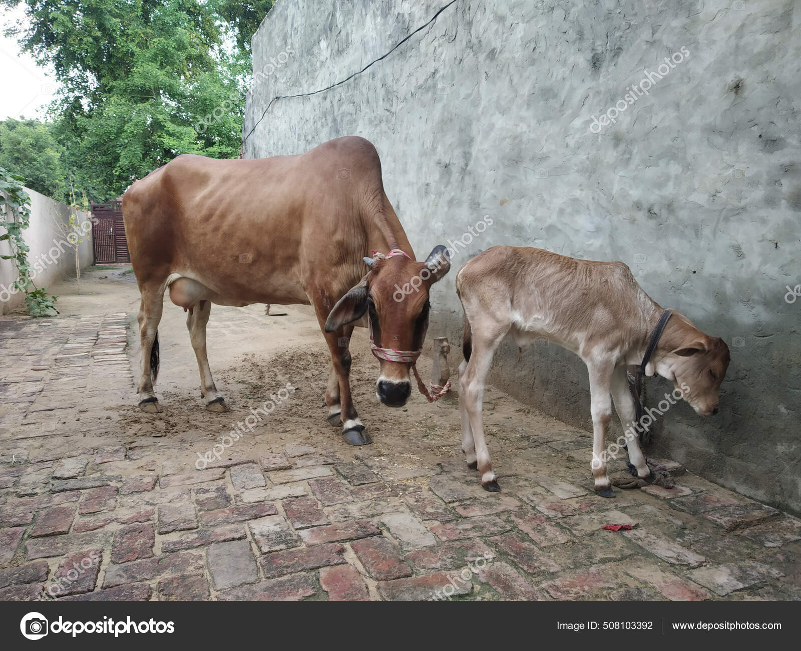 Brown Zebu Cattle Its Calf Ground — Stock Photo © Wirestock #508103392