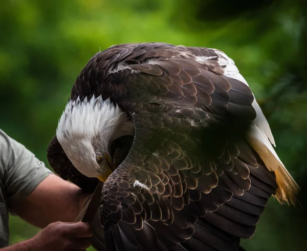 Man and eagle Stock Photos, Royalty Free Man and eagle Images ...