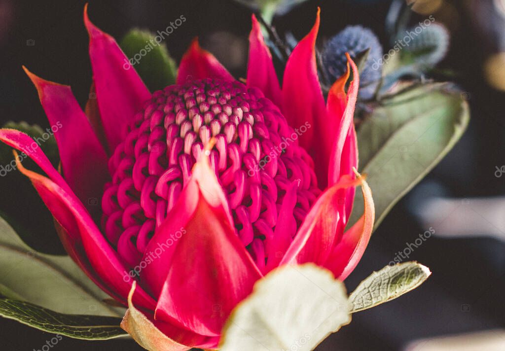 Un primer plano de Waratah, Telopea. La especie más conocida de este ...
