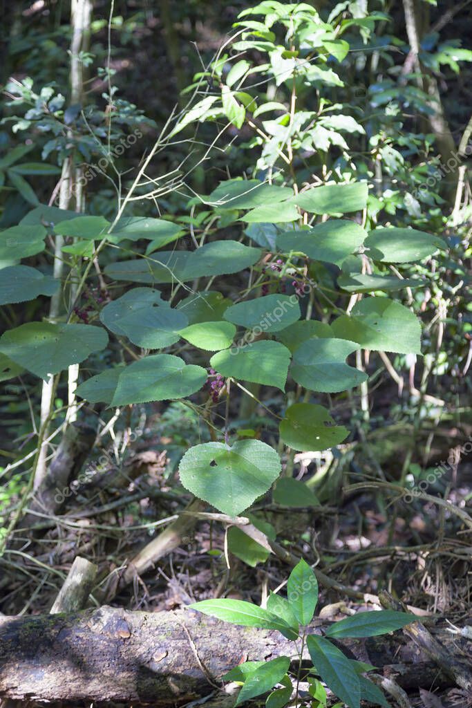 Árbol punzante que crece cerca de Kuranda en Tropical North Queensland ...