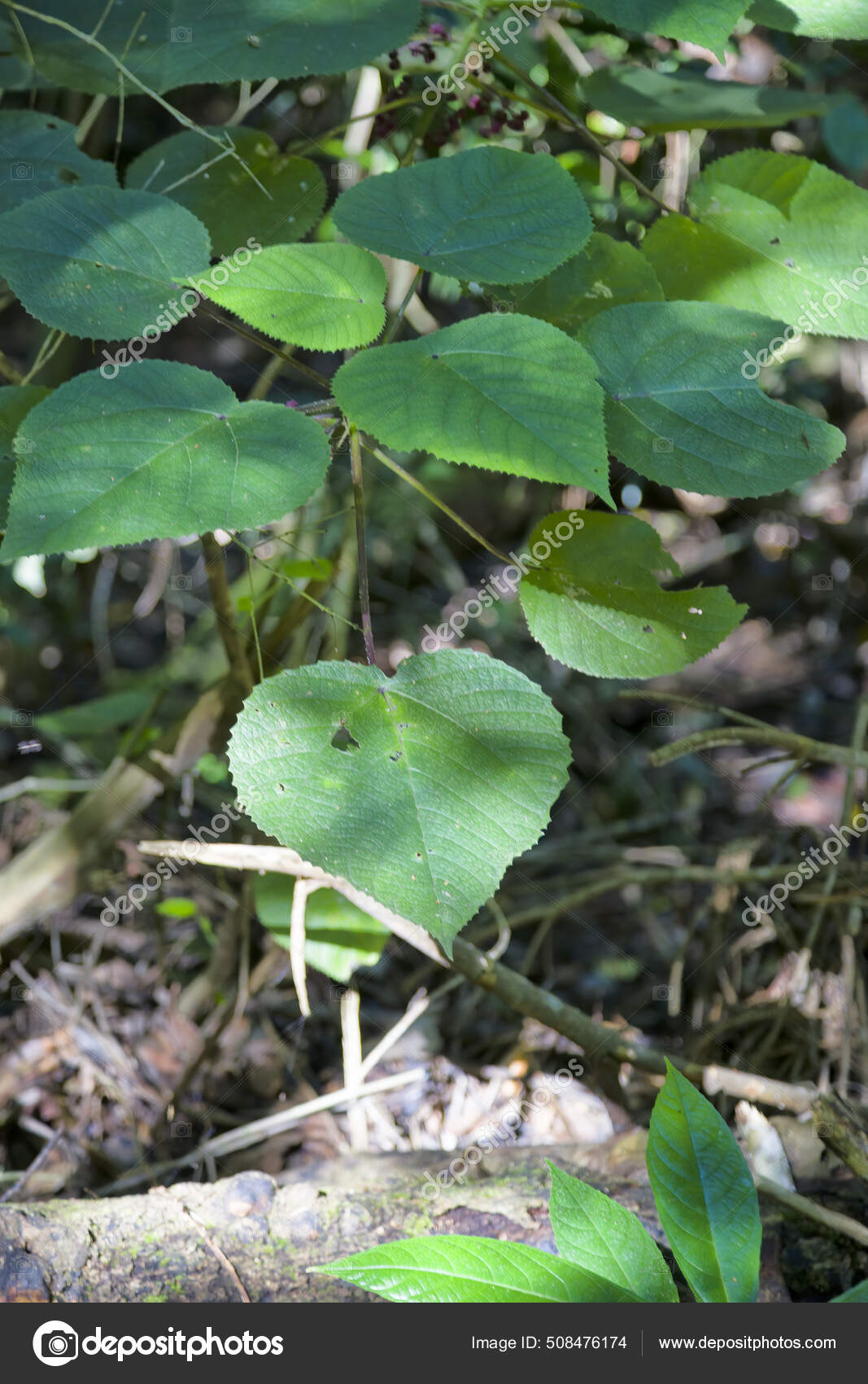 Stinging Tree Growing Kuranda Tropical North Queensland Australia Tree ...