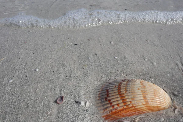 Sanibel beach Stock Photos, Royalty Free Sanibel beach Images ...