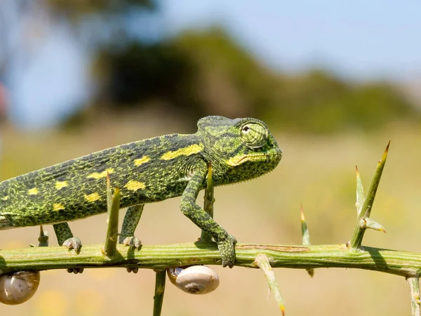 Sahel chameleon Stock Photos, Royalty Free Sahel chameleon Images ...