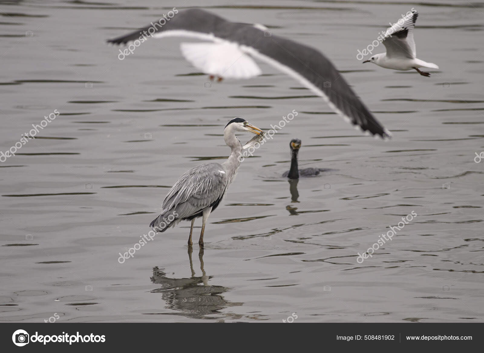 Heron Eating Fish Douro River Portugal — Stock Photo © Wirestock #508481902