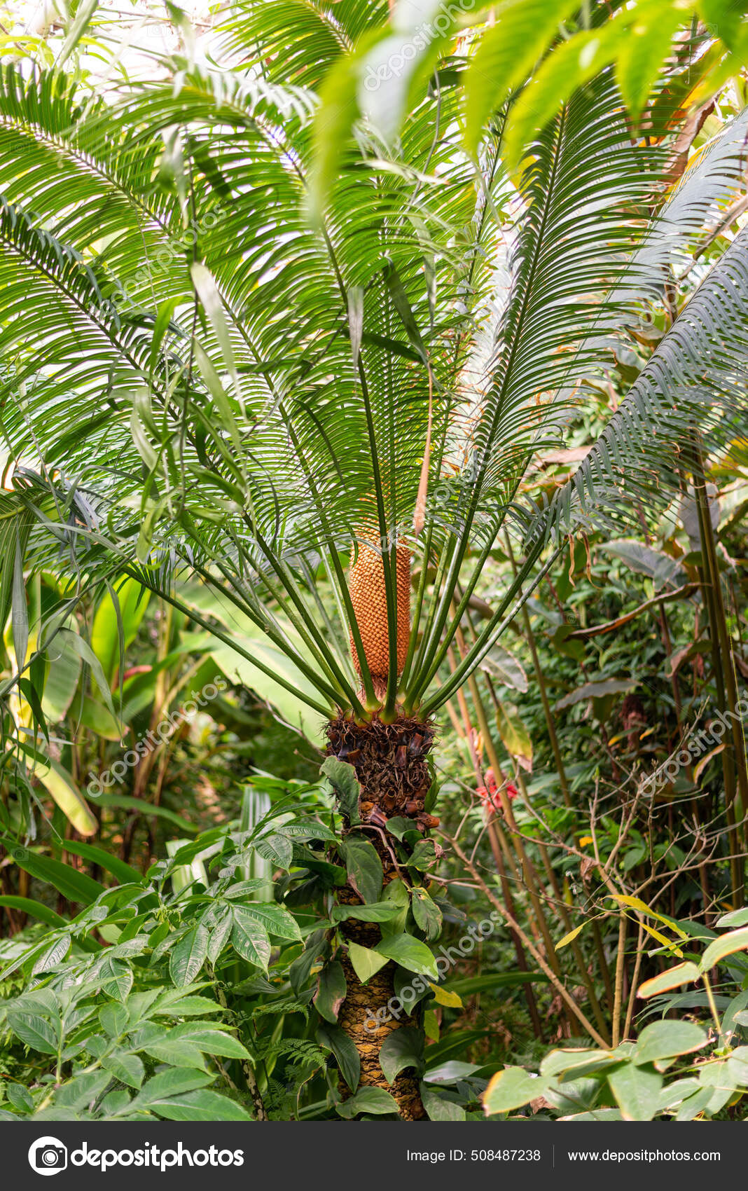 Cycas Rumphii Png