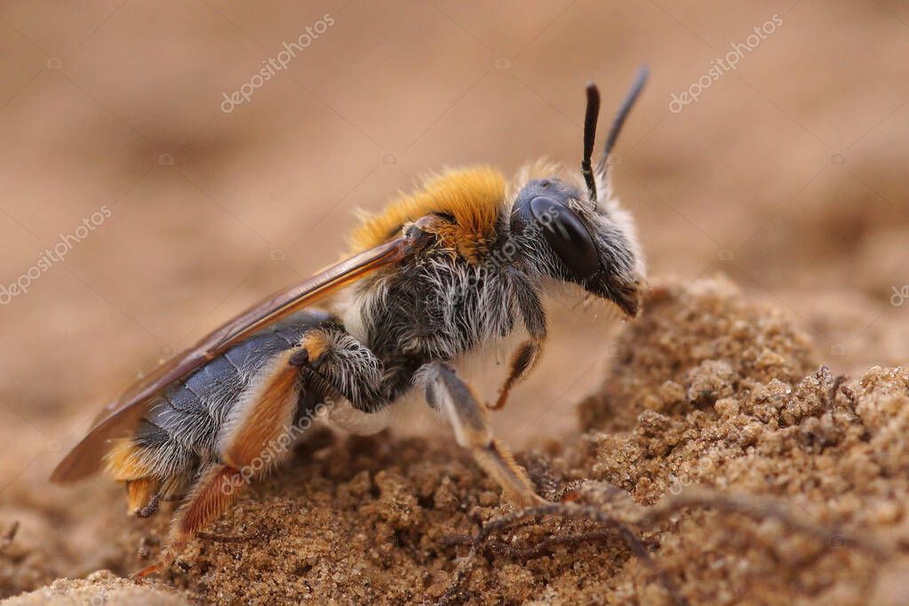 Primer plano de una hembra de la abeja minera de cola naranja, Andrena ...