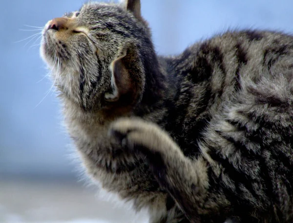 Cat scratching Stock Photos, Royalty Free Cat scratching Images ...