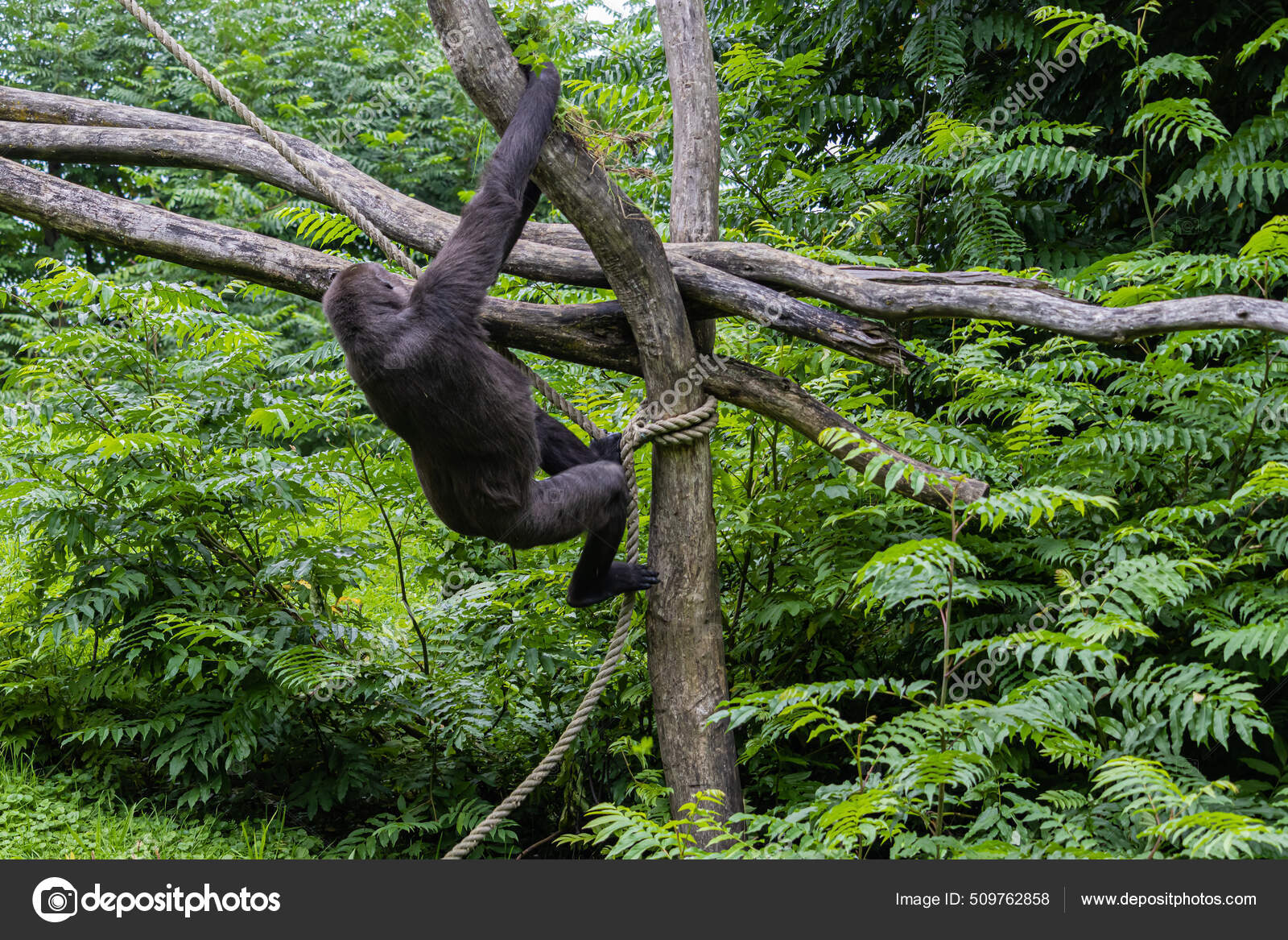 Gorilla Climbing
